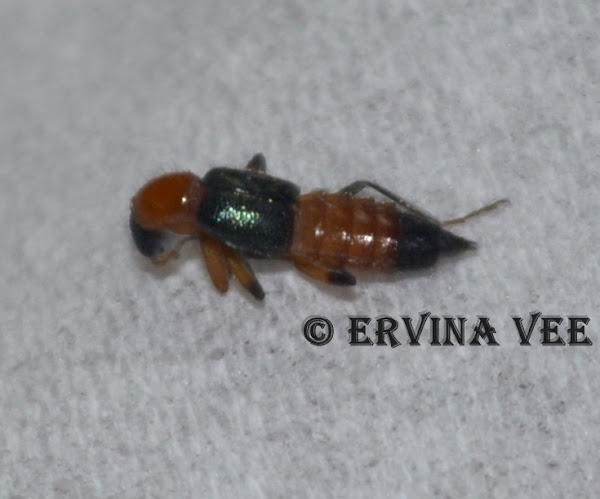 Semut Charlie/Kumbang Rove/Kumbang Tomcat/Rove Beetles | Project Noah