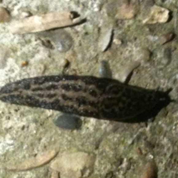 Leopard slug | Project Noah