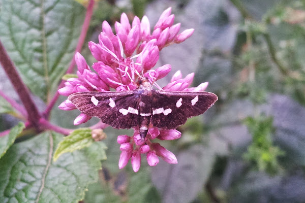 Grape leaffolder | Project Noah