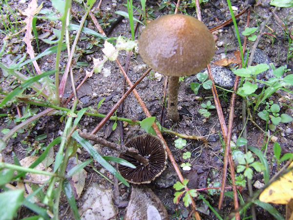 Dune brittlestem | Project Noah