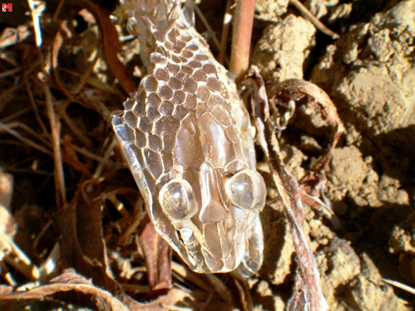 Montpellier snake (Σαπίτης) | Project Noah