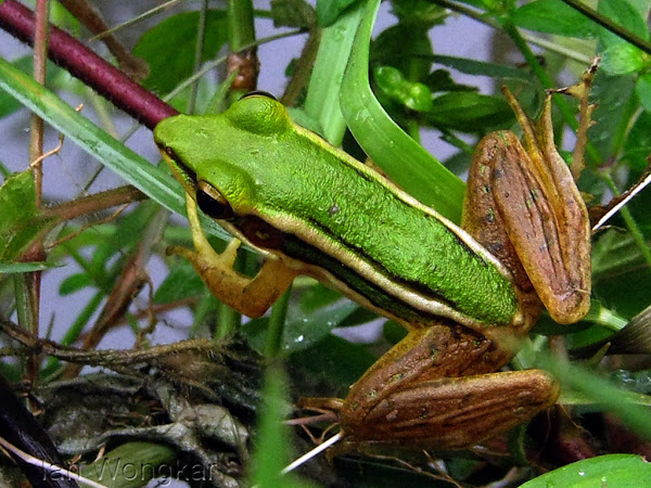 Green Paddy Frog | Project Noah