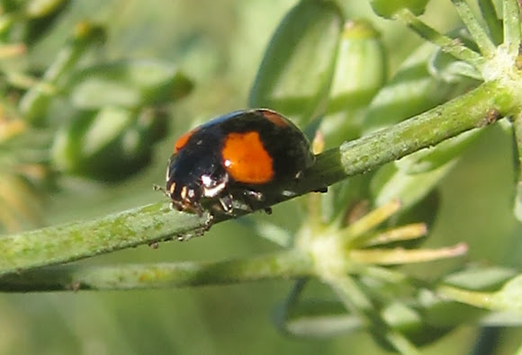 Melanistic Two-Spotted Ladybug | Project Noah