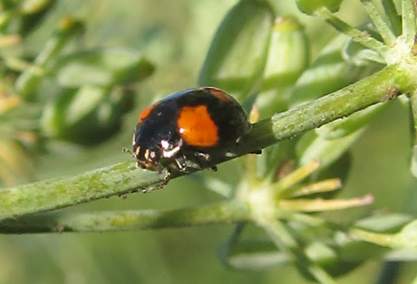 Melanistic Two-Spotted Ladybug | Project Noah