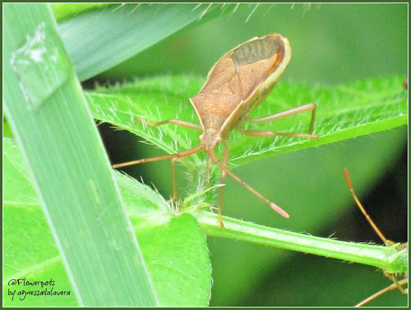 Homoeocerus Coreid Bug | Project Noah