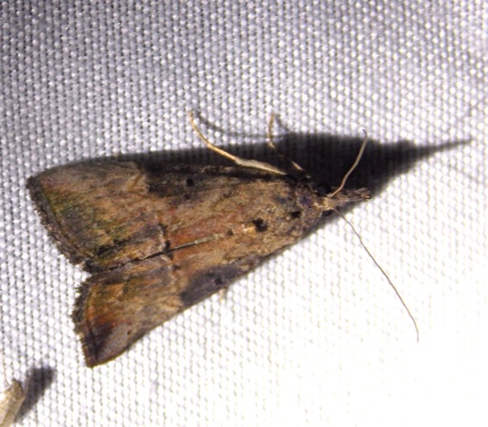 Green Cloverworm Moth | Project Noah