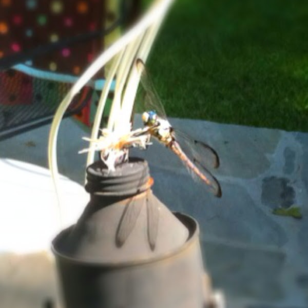 Dragon fly | Project Noah