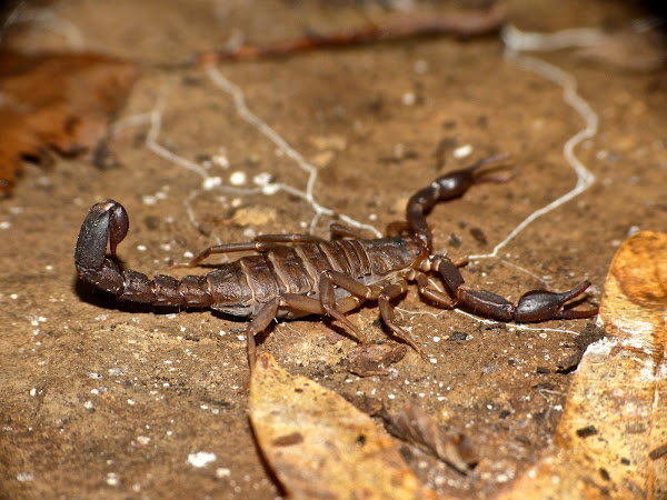 Southern unstriped scorpion | Project Noah