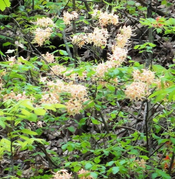 Southern Yellow Azalea | Project Noah