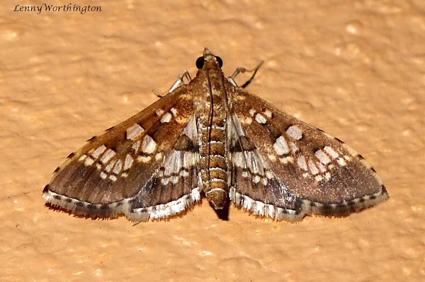 Crambidae Moth | Project Noah