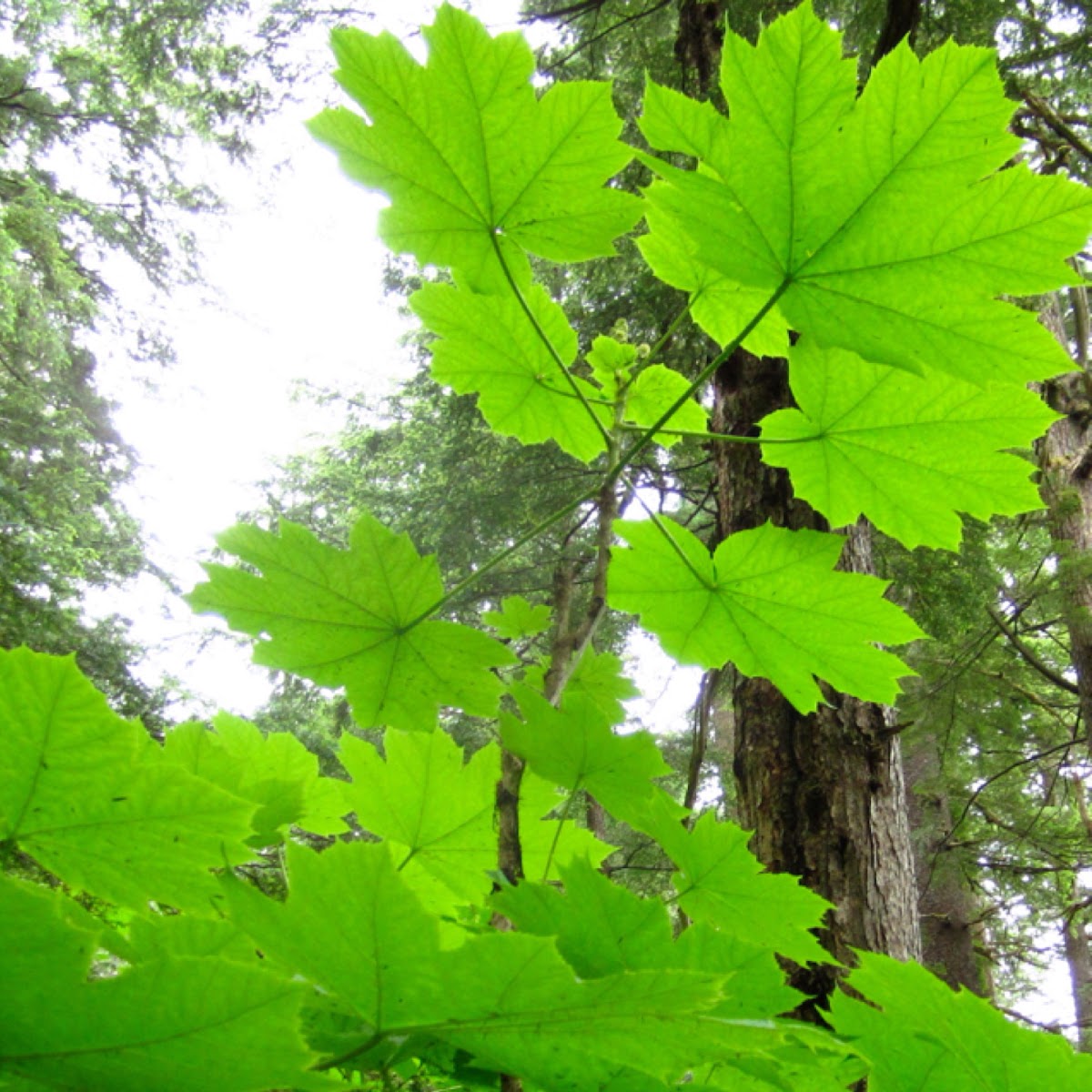 Devil's Club | Project Noah