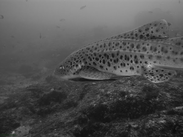 Zebra (Leopard) Shark | Project Noah