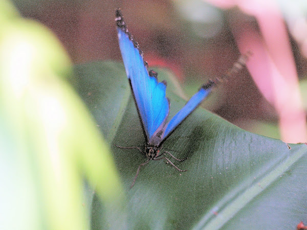 Blue Morpho | Project Noah