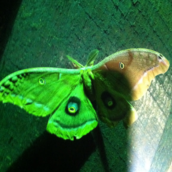 Polyphemus moth (male) | Project Noah