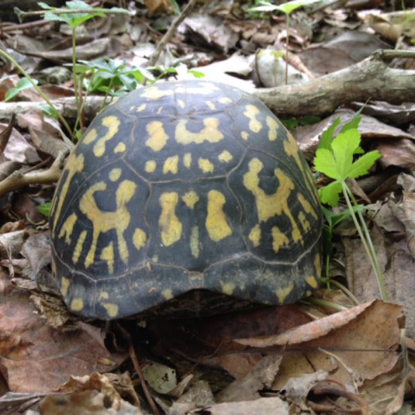 Ornate Box Turtle | Project Noah