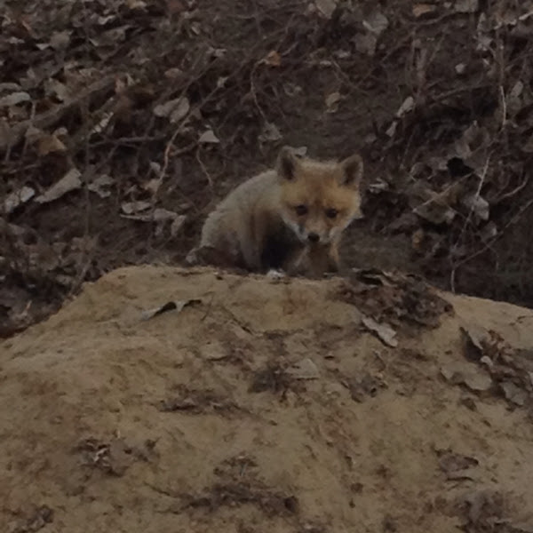 Red Fox | Project Noah