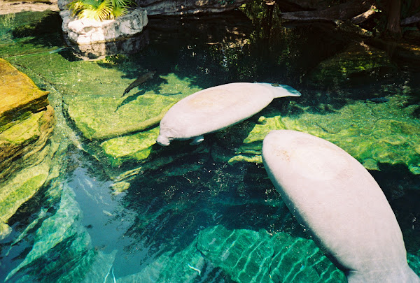 West Indian Manatee | Project Noah