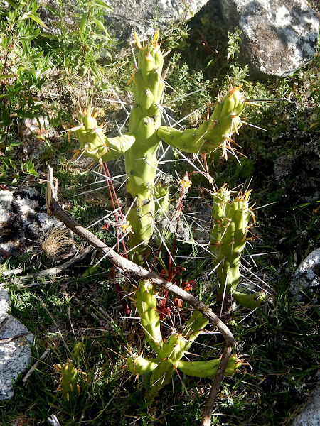 Cactus | Project Noah