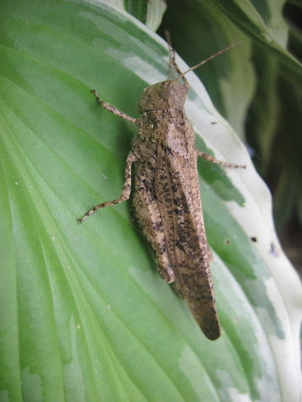 Road Duster | Project Noah