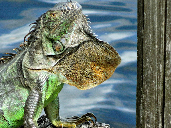 Green iguana | Project Noah