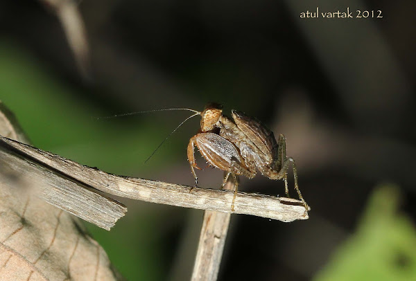 Indian Unicorn Boxer Mantis | Project Noah