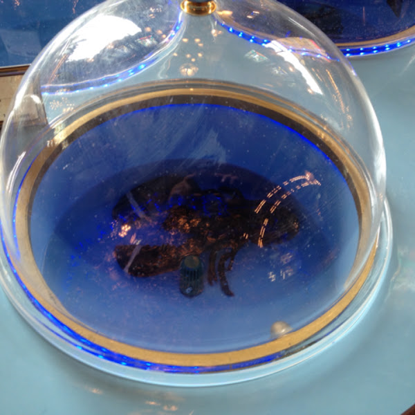 Lobster | Project Noah