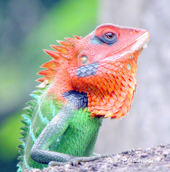 Green Forest Lizard | Project Noah