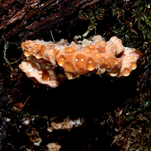Wood-rotting fungus | Project Noah