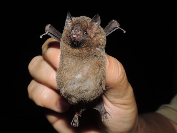 Pallas's Long-Tongued Bat | Project Noah