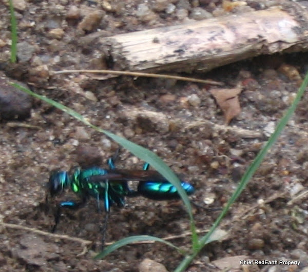 emerald cockroach wasp or jewel wasp | Project Noah