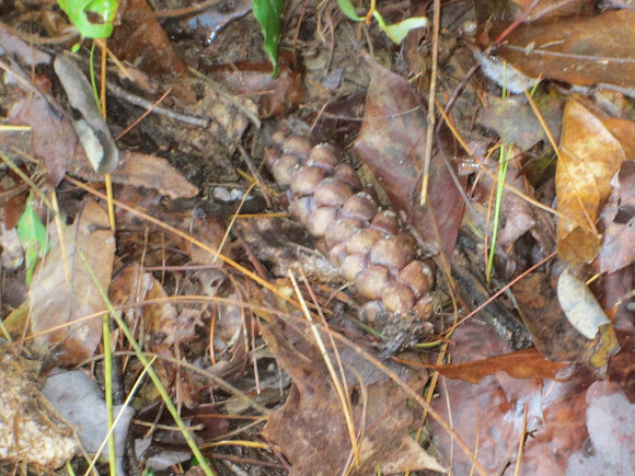 Eastern White Pine Cone | Project Noah