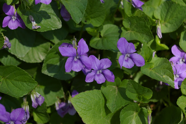 Early Dog-violet | Project Noah