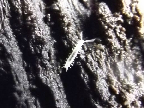 Symphylan | Project Noah