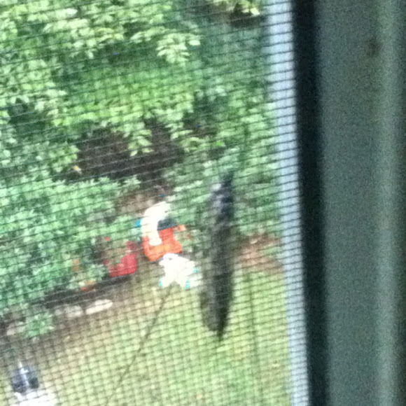 Spotting | Project Noah