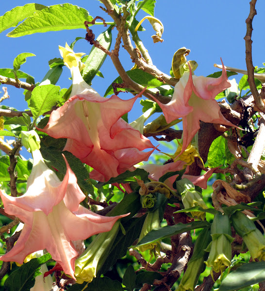 Angel's Trumpet | Project Noah