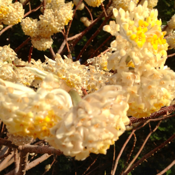 Paper Bush | Project Noah