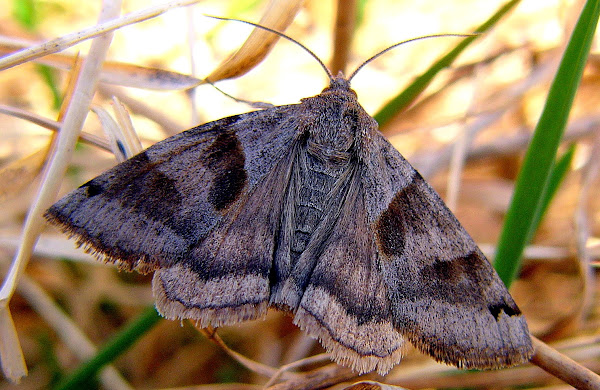 Forage Looper Moth | Project Noah