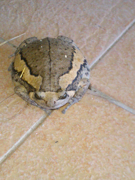 Banded Bull Frog | Project Noah