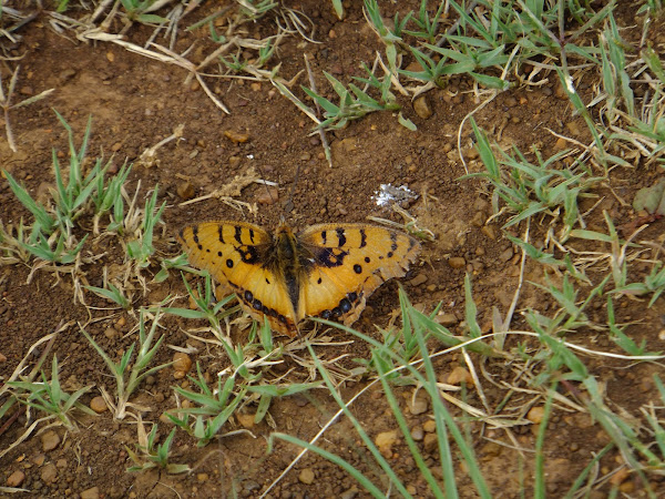 Pirate | Project Noah