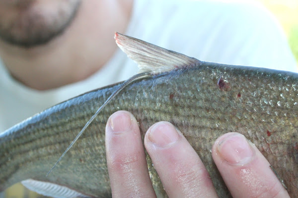 American Gizzard Shad | Project Noah