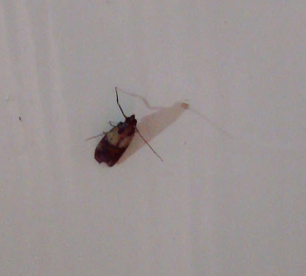 Indian Meal Moth / Moljac | Project Noah