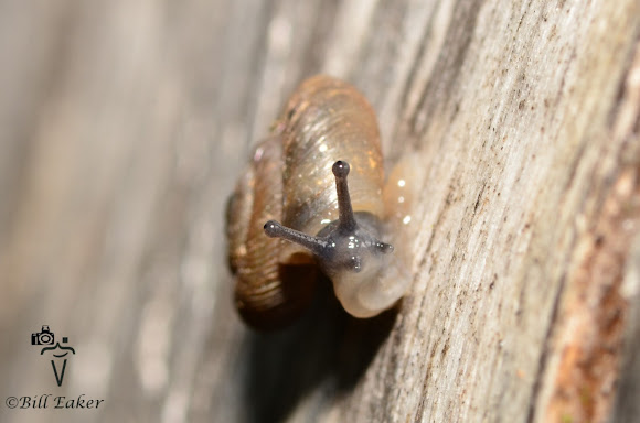 Iowa Pleistocene Snail | Project Noah
