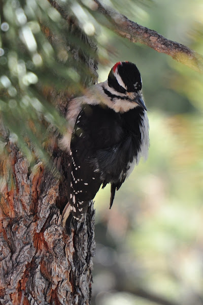 Downy Woodpecker | Project Noah