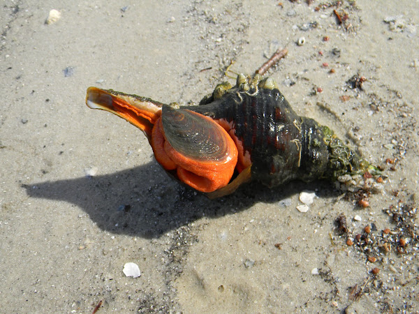 Horse Conch, Crown Conch | Project Noah