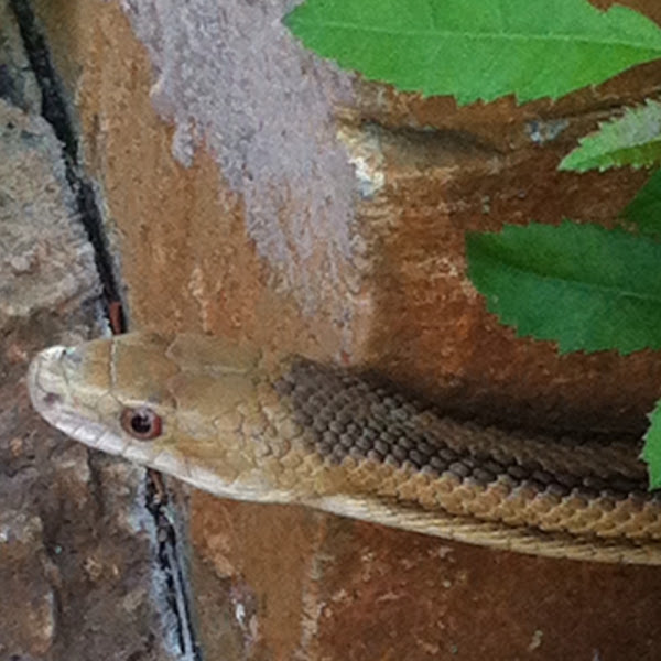 Yellow Rat Snake | Project Noah