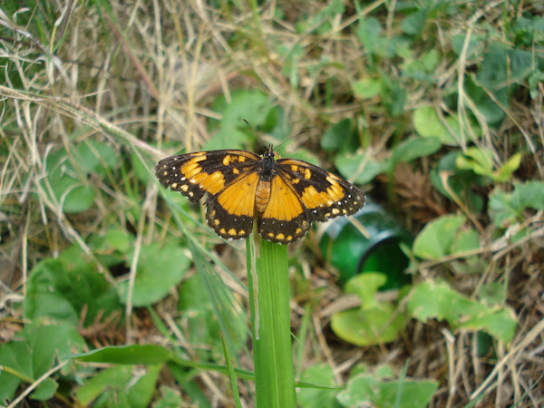 Bordered Patch | Project Noah