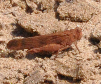 Carolina Locust | Project Noah