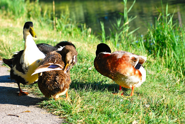 Rouen ducks (domestic mallards) | Project Noah