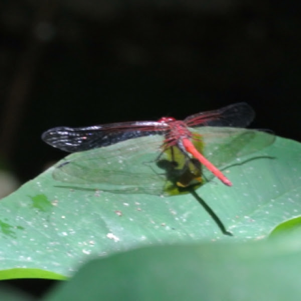 Dragonfly | Project Noah