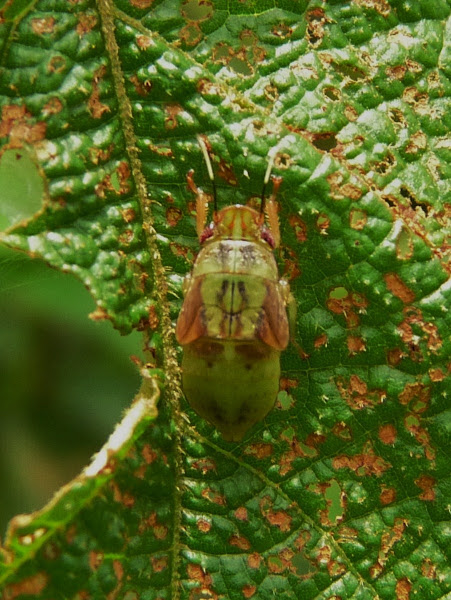 Leafhopper nymph | Project Noah